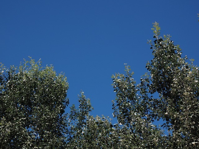 【RPE】★習近平訪露、習とプーチンの目的は？: ロシア政治経済ジャーナル